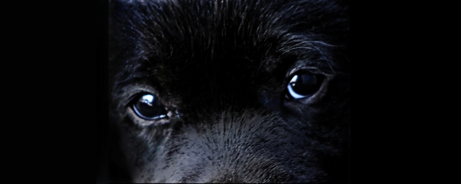 CAER Eye Exams: A Guide for Dog Owners | Justamere Ranch